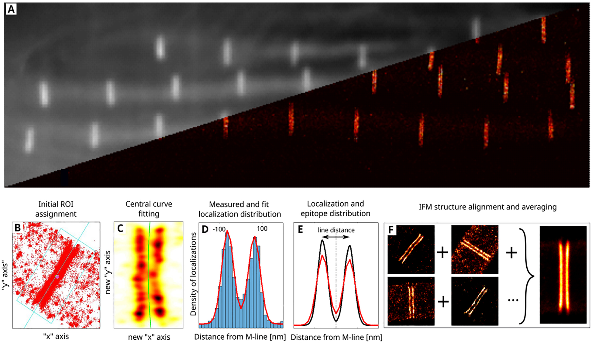 Quantitative dSTORM superresolution microscopy | Advanced Optical ...